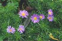 APRIL 2013 NEWSLETTER